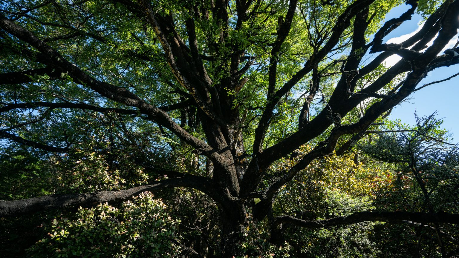 Takaka Hill Walkway - Some Austrians in New Zealand